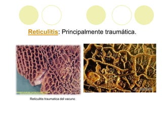 patologias y lesiones mas frecuentes en estomago de los animales | PPTX