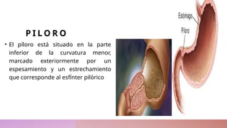 ESTOMAGO Y DUODENO. ANATOMIA QUIRÚRGICA.pptx