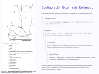 Estomago y Duodeno anatomia histologia fisiologia .pptx