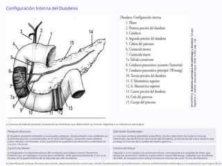 Estomago y Duodeno anatomia histologia fisiologia .pptx