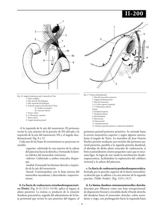 Anatomía Quirúrgica del Estomago y Duodeno | PDF