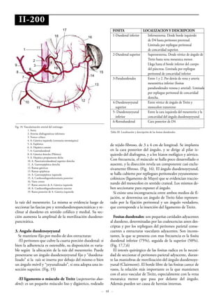 Anatomía Quirúrgica del Estomago y Duodeno | PDF