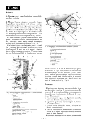 Anatomía Quirúrgica del Estomago y Duodeno | PDF