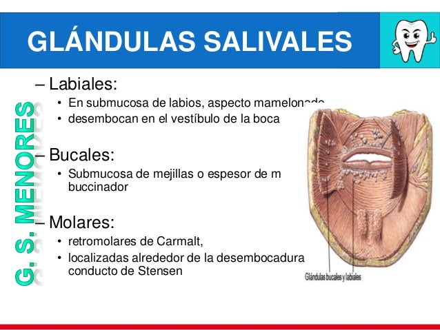 Anatomìa, Embriologìa Dientes. Caries Dental, Saliva, Glandulas Saliv…