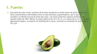 Variedades de palta | PPTX