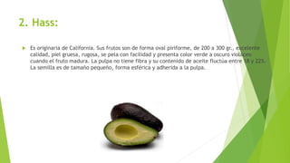 Variedades de palta | PPTX