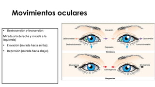Estrabismo | PDF