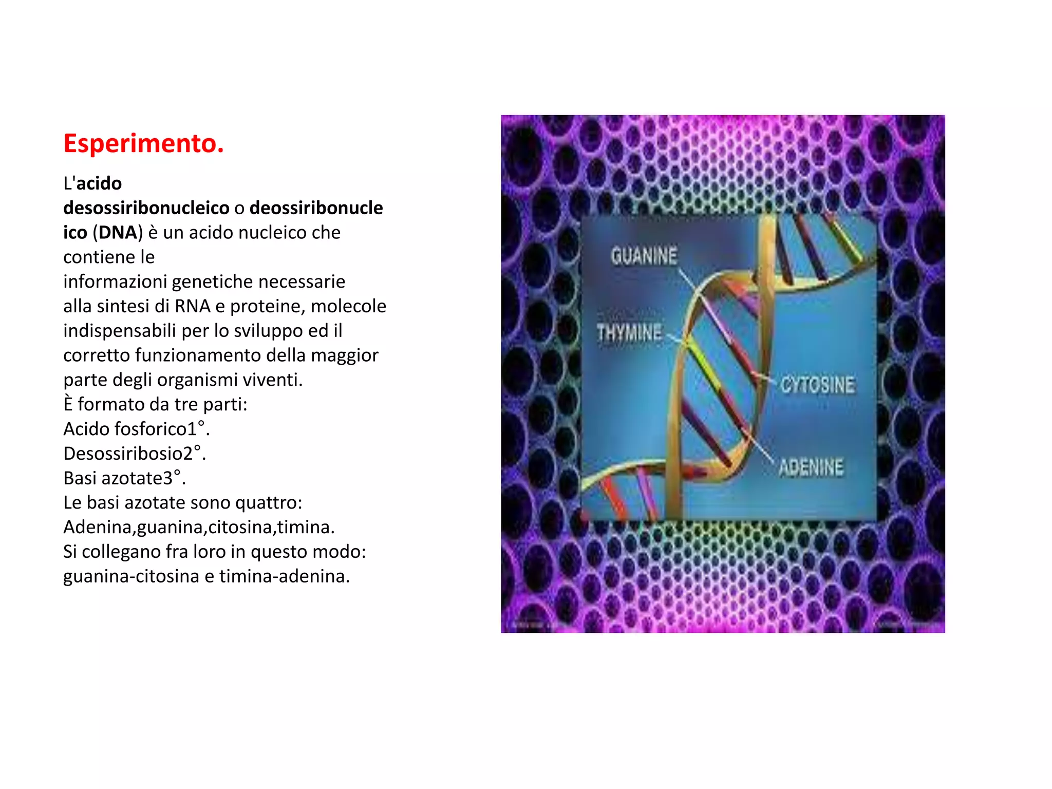 Estrazione del DNA | PPTX