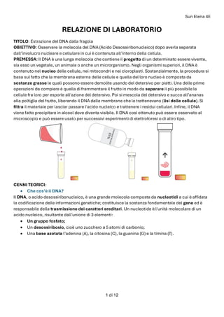 Estrazione_DNA.......................... | PDF