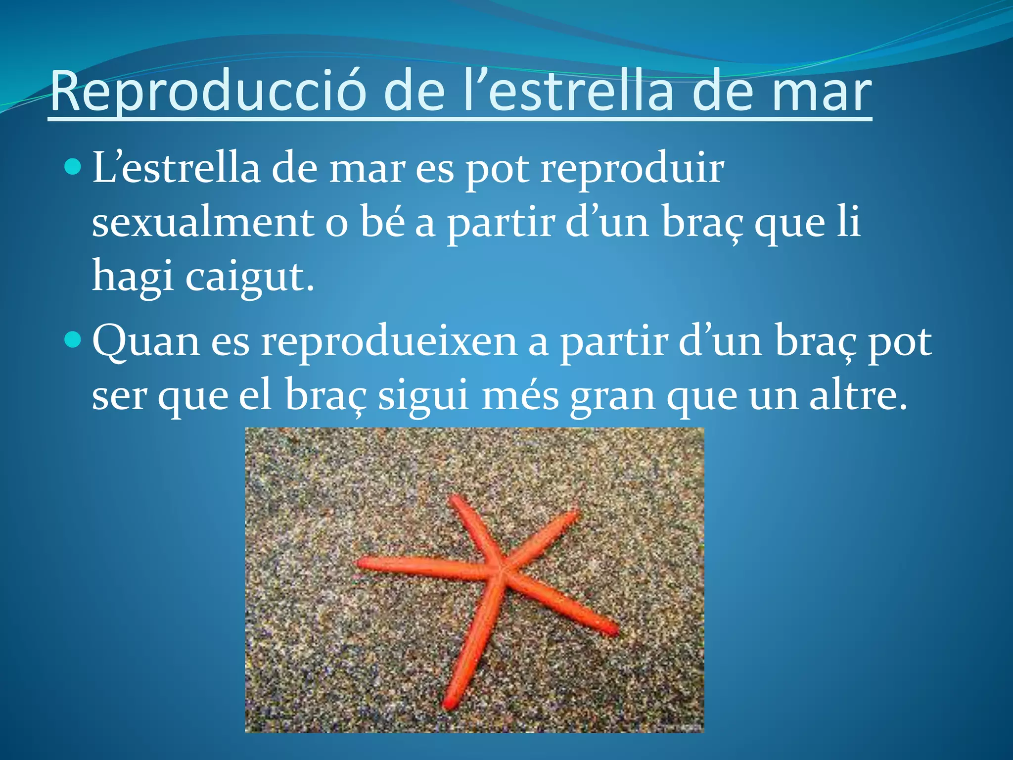 Estrella de mar | PPTX