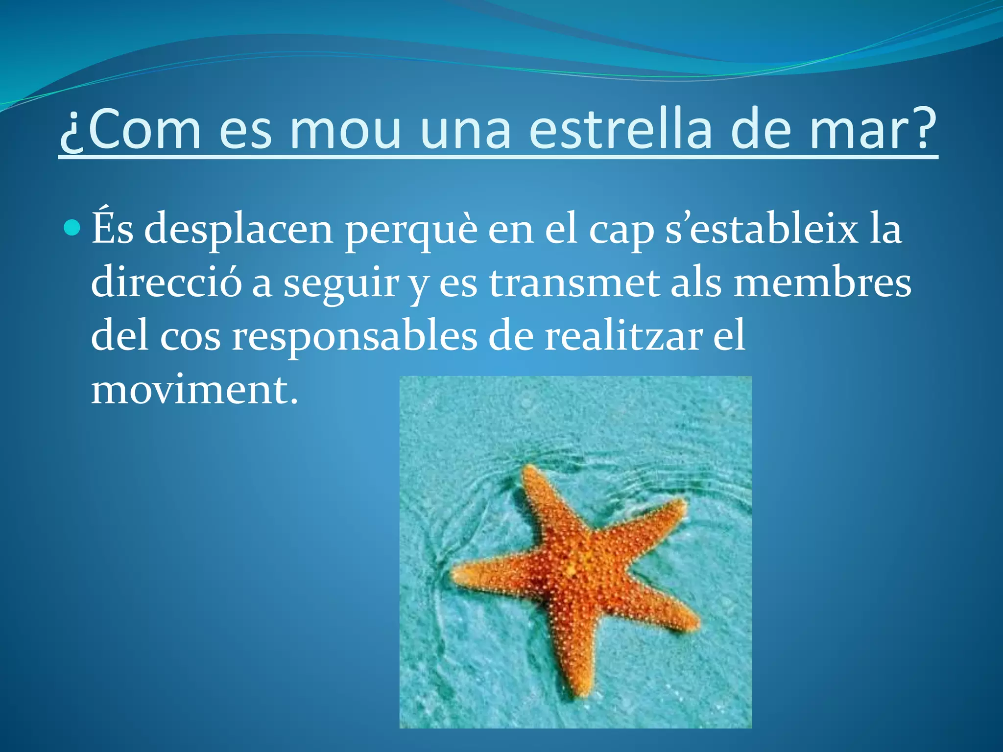 Estrella de mar | PPTX