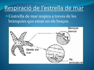 Estrella de mar | PPT