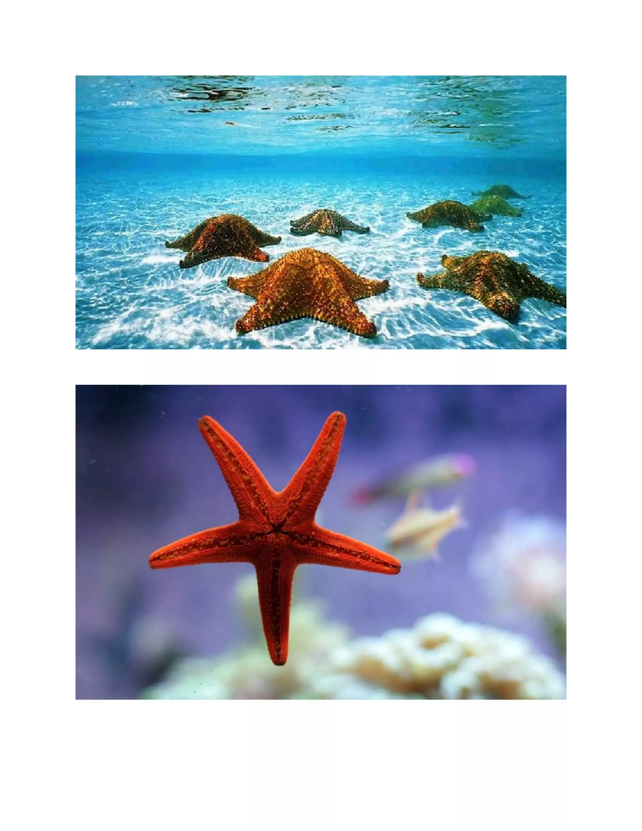 Estrella de mar | DOCX