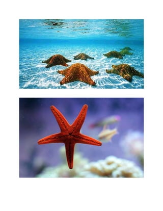 Estrella de mar | DOCX