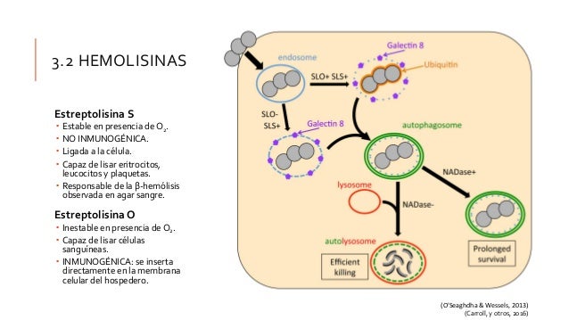 Estreptococos