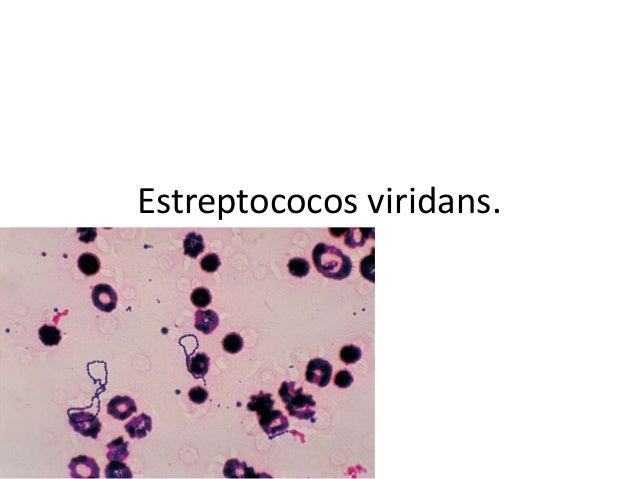 Resumen De Microbiologa Estreptococos Del Grupo Viridans