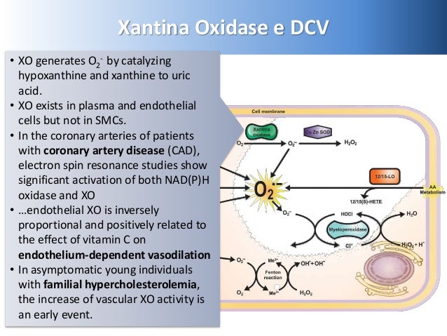 Estresse oxidativo e Doenças Cardiovasculares