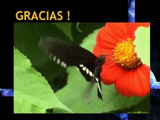 Estroboscopia Laringea