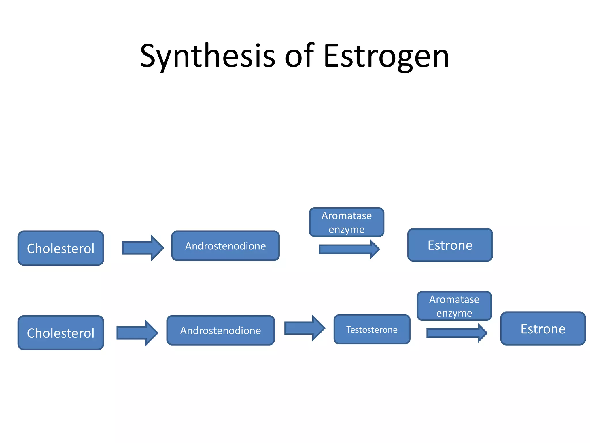 Estrogen | PPTX