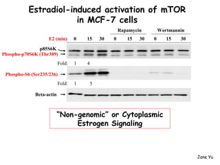 Estrogen, mTOR, and Metastasis | PPT
