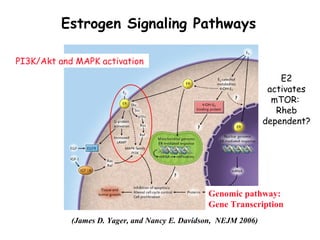 Estrogen, mTOR, and Metastasis | PPT | Endocrine and Metabolic Diseases ...