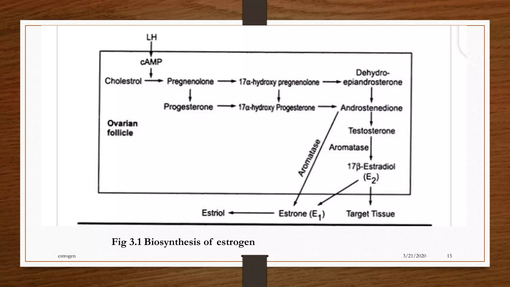 Estrogen and its synthesis | PPT