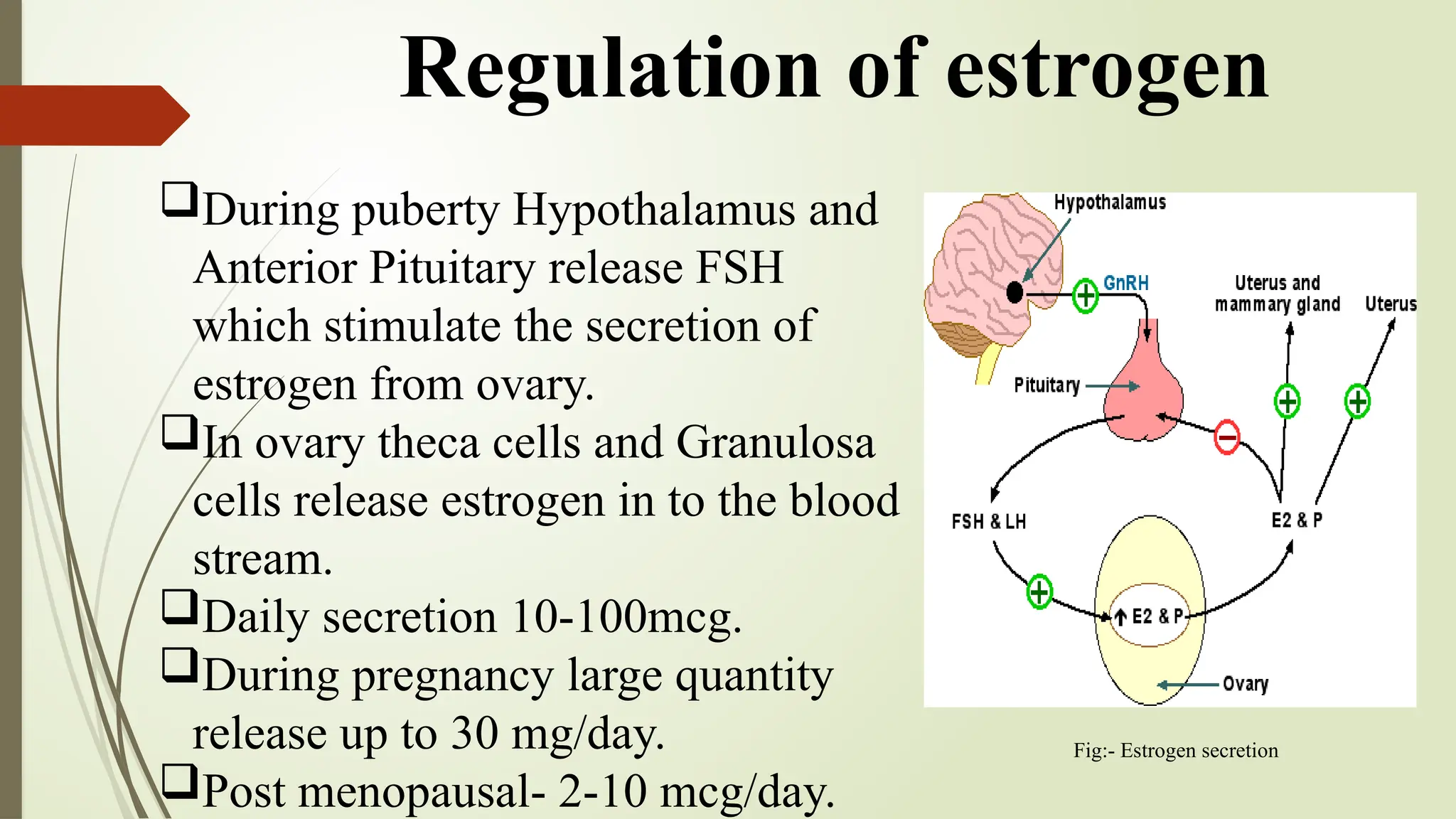 estrogen pharma.pptx..................... | PPTX