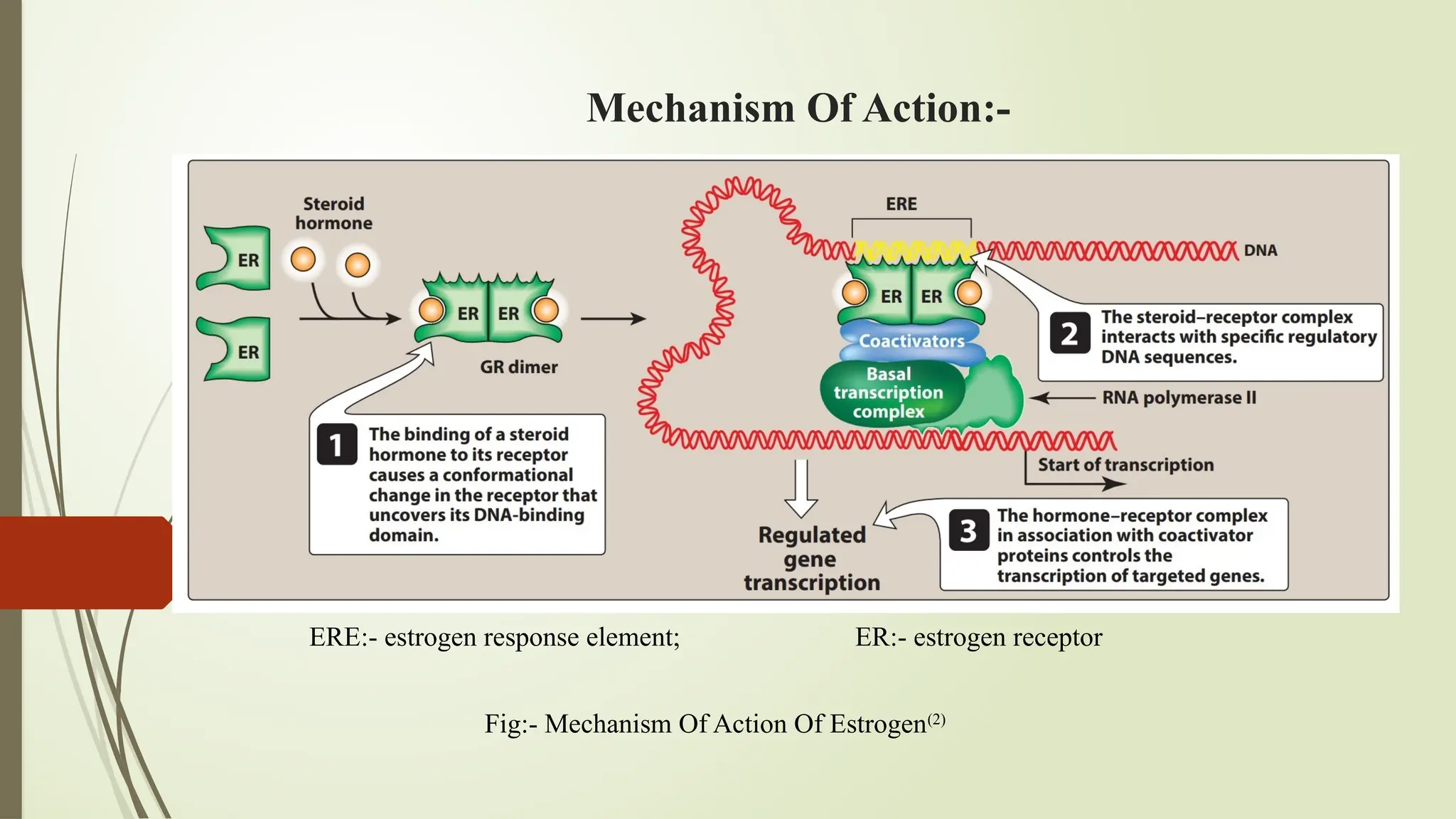 estrogen pharma.pptx..................... | PPTX
