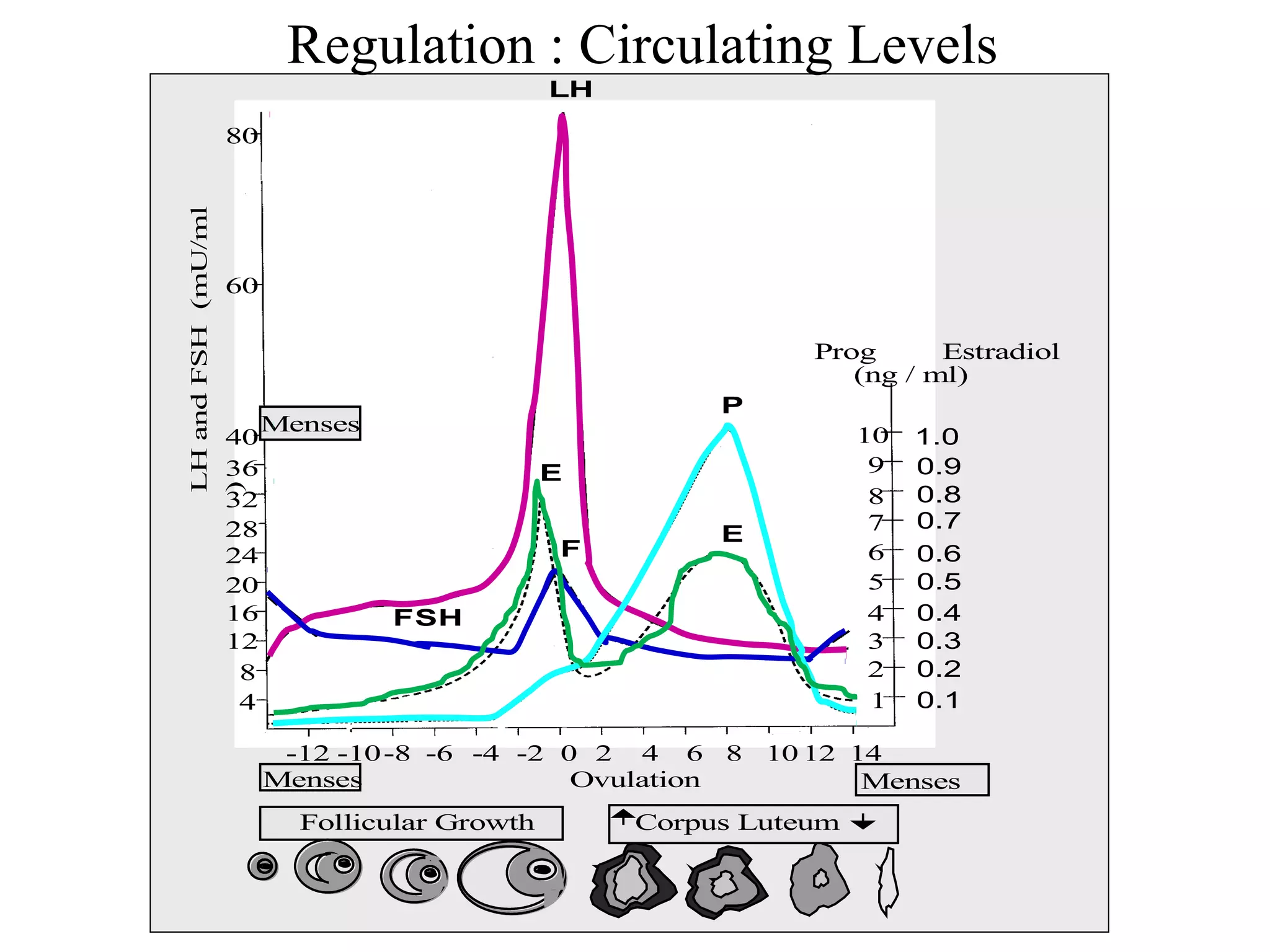 Estrogen, progestin, ocp | PPT