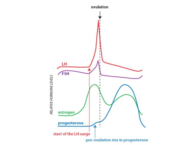 Estrogen, progestin, ocp | PPT | Pregnancy | Reproductive Health