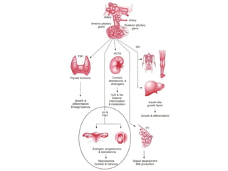 Estrogen, progestin, ocp | PPT | Pregnancy | Reproductive Health