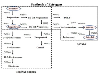 Estrogen, progestin, ocp | PPT | Pregnancy | Reproductive Health