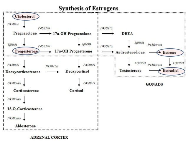Estrogen, progestin, ocp | PPT | Pregnancy | Reproductive Health