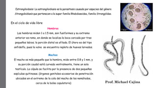 Estrongiloidiasis.pptxMorfología, ciclo de vida, fisiopatología y ...