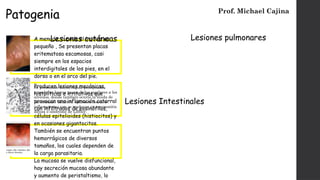 Estrongiloidiasis.pptxMorfología, ciclo de vida, fisiopatología y ...