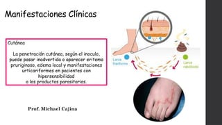 Estrongiloidiasis.pptxMorfología, ciclo de vida, fisiopatología y ...