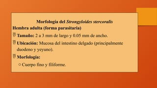 ESTRONGILOIDIASIS- parasitología - Medicina | PPTX