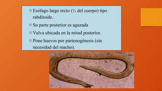 ESTRONGILOIDIASIS- parasitología - Medicina | PPTX