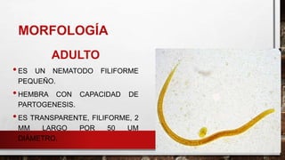 Estrongiloidosis | PPTX
