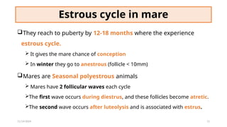Estrus cycle in mare and its different phases.pptx