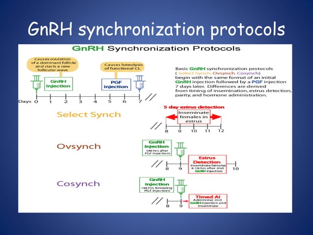 Estrous synchronization | PPTX
