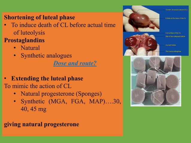 Estrous synchronization in farm animals | PPTX | Infertility ...