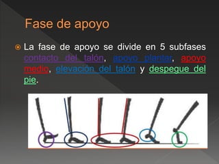 Estructura-armónica-del-cuerpo-humano.pptx