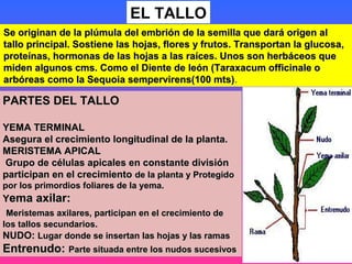 Estructura, crecimiento, desarrollo y funciones de las plantas | PPT