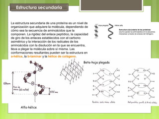 Estructura de-las-proteinas | PPT