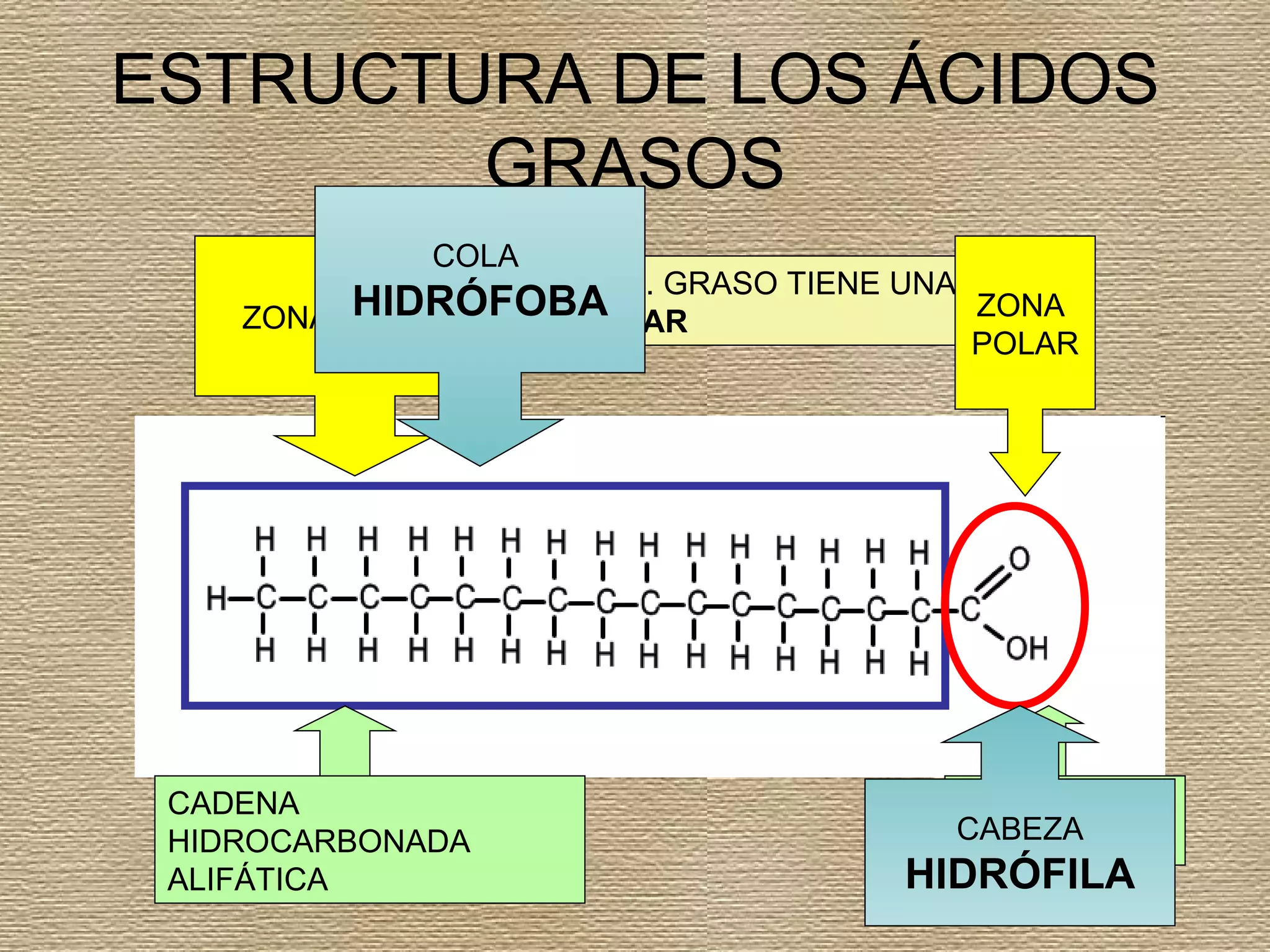 Estructura De Los áCidos Grasos | PPS