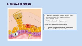 ESTRUCTURA ANATOMICA E HISTOLOGICA DE LA PIEL.pptx