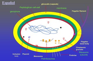 Estructurabacteriana | PPTX