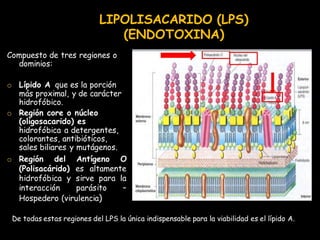 Estructura bacteriana | PDF