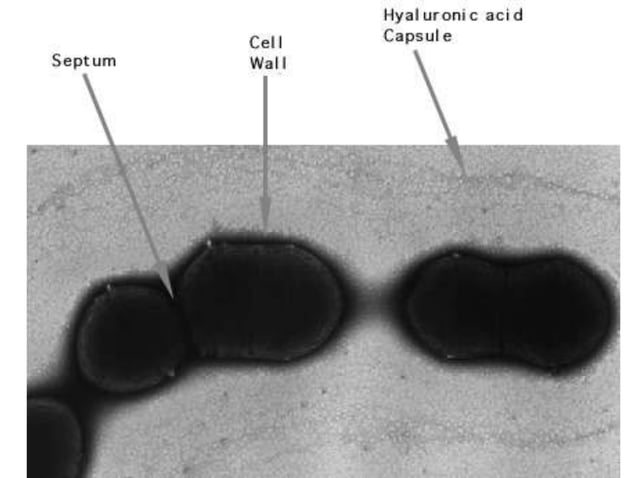 Estructura bacteriana[1] | PPTX